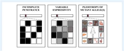 Phenomena Contributing To Phenotypic Heterogeneity In Monogenic