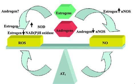 Schematic Representations Of The Hypothetical Mechanisms Of Interaction Download Scientific