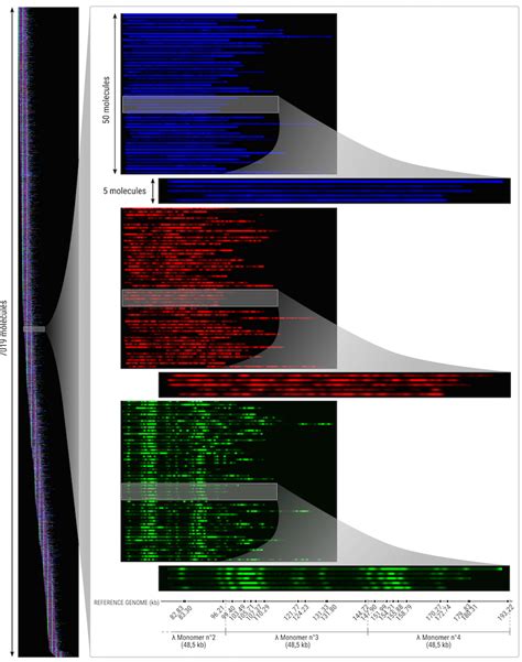 High ­ Throughput Single ­ Molecule Replication Analysis Left For Download Scientific