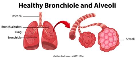 Bronchioles