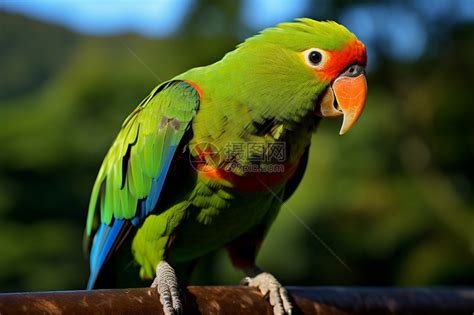 多彩的鹦鹉高清图片下载 正版图片600302215 摄图网