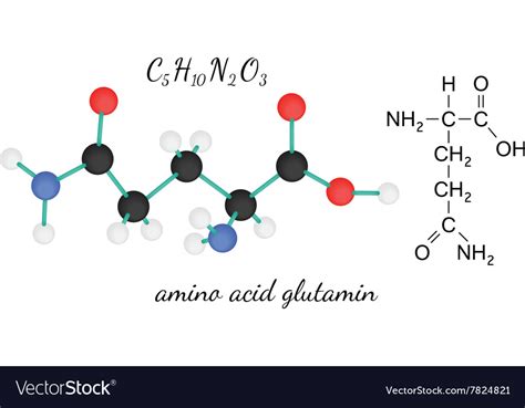 Glutamine Amino Acid Structure