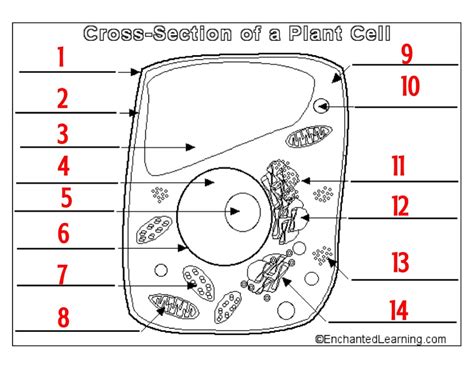 Plant Cell Labeling Diagram Quizlet