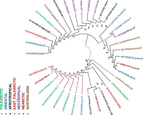 The Phylogenetic Tree Inferred By Using Neighbor Joining Method Based Download Scientific
