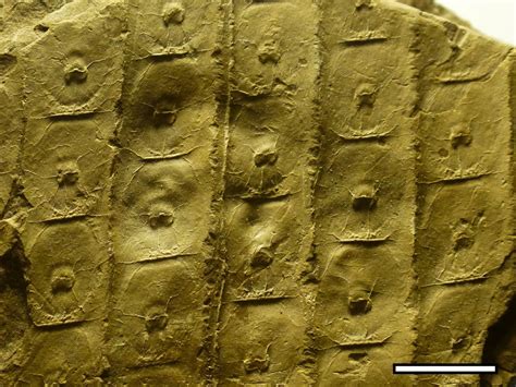 Sigillaria Tesselata Brongniart 1828 Member Collections The Fossil Forum