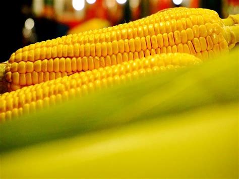 Scientists Pinpoint Exact Mutation That Turned Corn Into A Power Crop