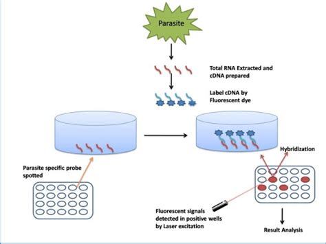 Principle Of Microarray Assay Download Scientific Diagram