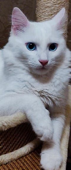 д р Симеон Маджаров