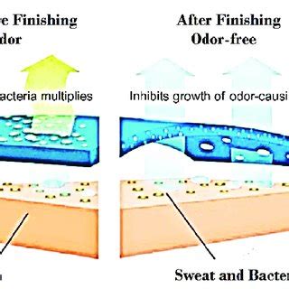 Schematic Of The Anti Odor Effect Of Anti Odor Finishing Download Scientific Diagram