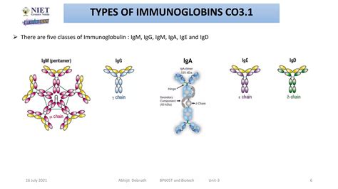 Structure Of Immunoglobulins Pptx
