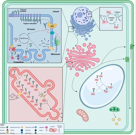 蛋白质翻译后修饰——糖基化 知乎