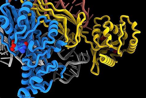 Researchers Produce 3d Model Of The Ribosome And Visualize How It Is Made