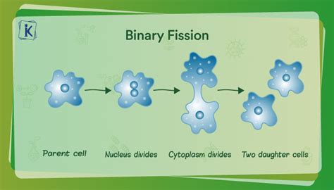 Explain The Process Of Binary Fission With Diagram