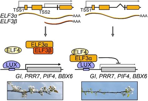 Two Isoforms Of Elf3 Antagonistically Regulate Flowering Plantae