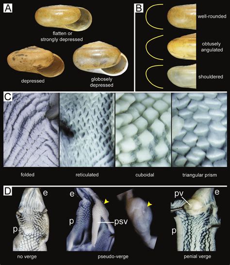 An Illustrated Synopsis Of The Shell And Penis A Shell Shape B Whorl Download Scientific