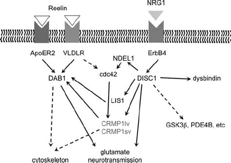 Schematic Drawing Of Molecular Interactions Between The Disc1 And Download Scientific Diagram
