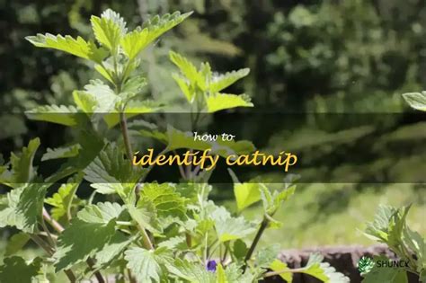 Unlock The Mystery Of Catnip Learn How To Identify The Plant And Its Effects ShunCy