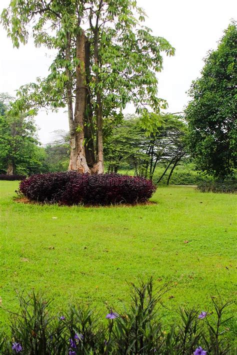 Varios Tipos De Plantas Ornamentales En El Parque De La Ciudad Imagen