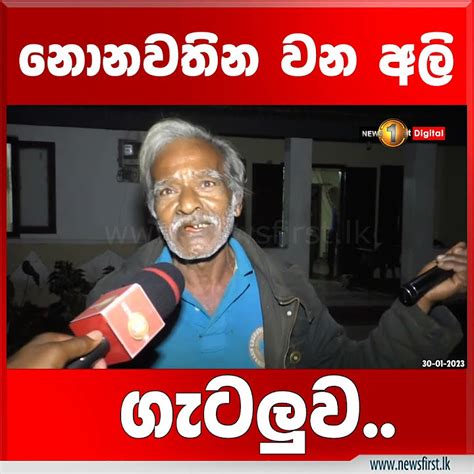 නොනවතින වන අලි ගැටලුව Youtube