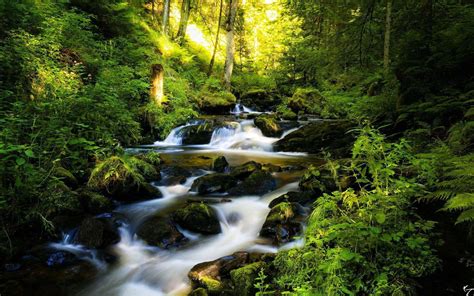 Forest Hd Wallpapers Wallpaper Cave