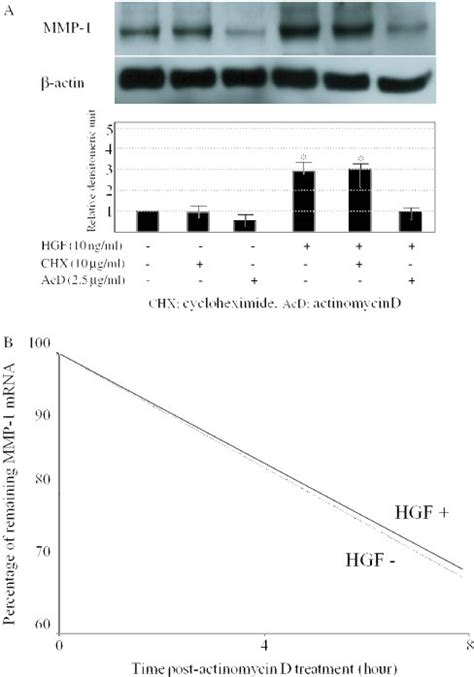 Effects Of Actinomycin D Or Cycloheximide On Hgf Mediated Mmp 1 Mrna