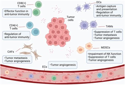 Insights Into N6 Methyladenosine M6a Modification Of Noncoding Rna In Tumor Microenvironment
