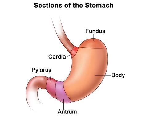 Mcq On Stomach Stomach Class 11 For Neet Biologysir