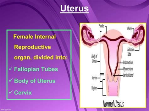 Embriology Of Human Ppt Pregnancy Reproductive Health