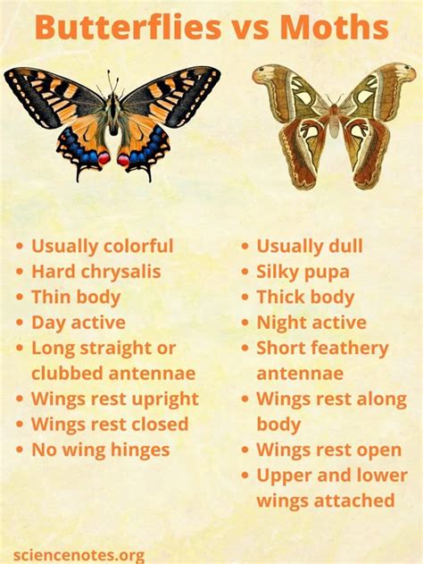 What Is The Difference Between A Butterfly And A Moth In 2023 Butterfly Species Butterfly