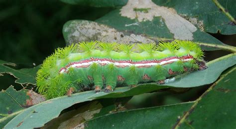 Io Moth Caterpillar By Eddiewyatt On Deviantart