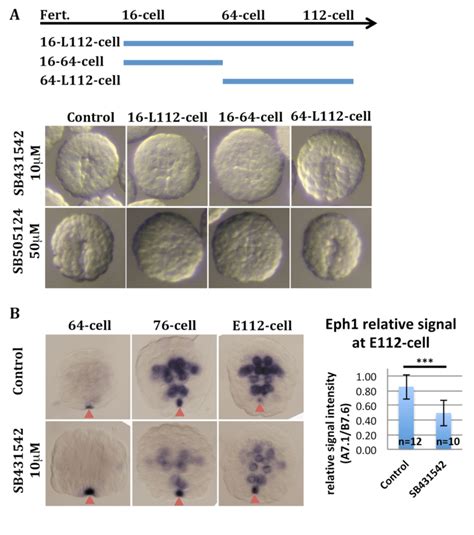 Vegetal Nodal Signalling Activity At The 32 Cell Stage Regulates Download Scientific Diagram