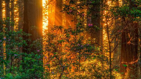 Картинки природа лес деревья лучи ветви кусты обои 1366x768 картинка №161792