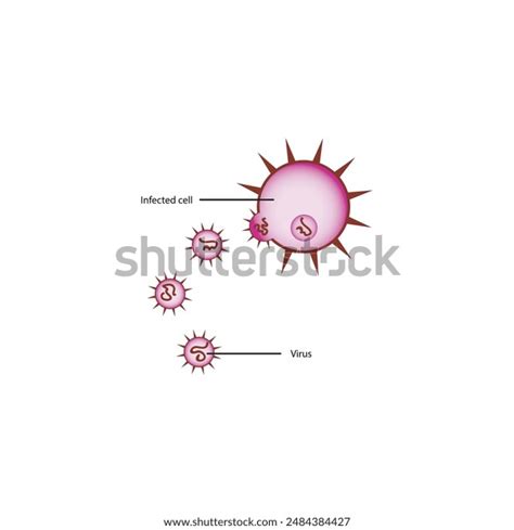 Diagram Virus Virus Infected Cell Schematic Stock Vector Royalty Free 2484384427 Shutterstock