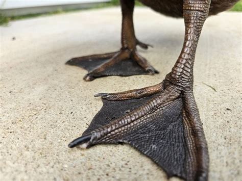 How To Conduct A Duck Health Check A Comprehensive Guide