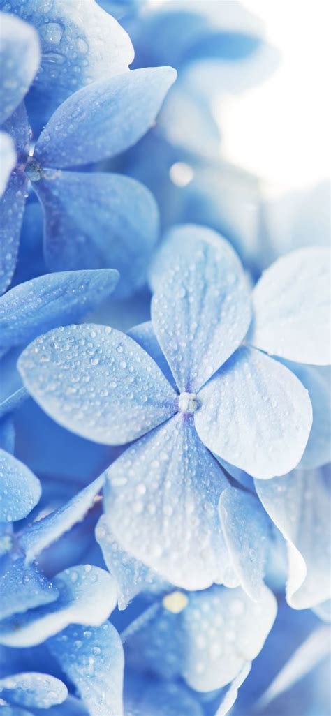 Blue Flower Wallpaper With Water Droplets Light Blue Flowers
