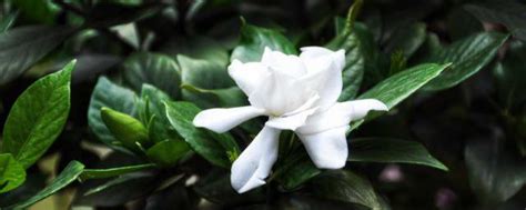 栀子花老桩什么时候修剪好 栀子花老桩的修剪时间 知秀网