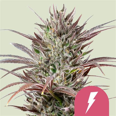 Get Your North Thunderfuck Feminized Cannabis Seeds ⚡ Royal Queen Seeds