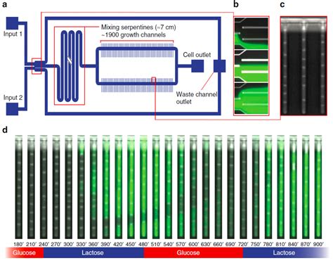 Single Bacteria Cell Microfluidic Analyser Hjc Consulting