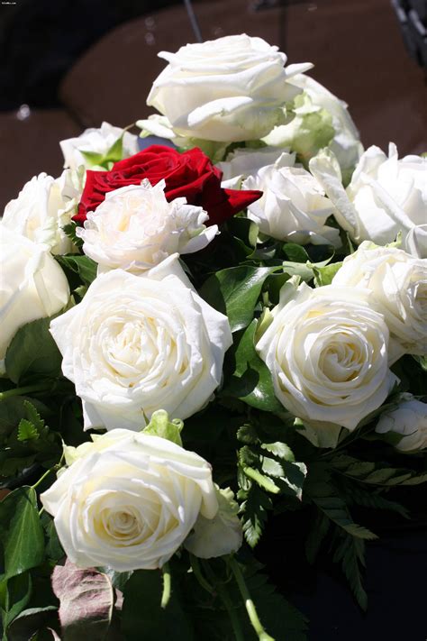 عکس گل آلبوم تصاویر تــــــــوپ تـــــــــاپ