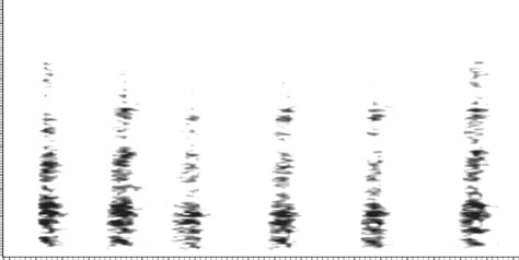 Chucks By An Adult Bird Of Unknown Sex Directed Towards Two