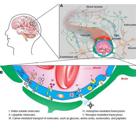 Figure 1 From Development Of A Liposomal Formulation For Brain Targeting Semantic Scholar
