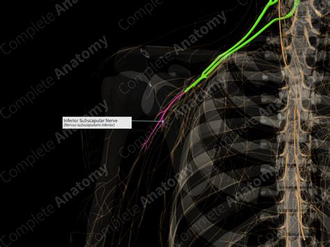 Inferior Subscapular Nerve Right Complete Anatomy