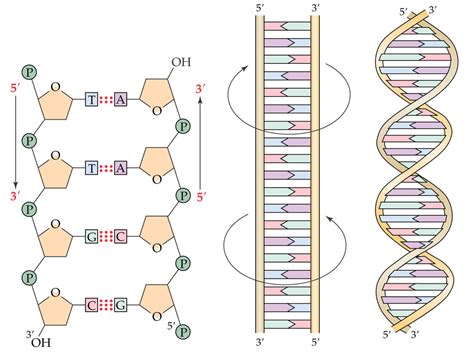 Diagram Of Dna Diagram Quizlet