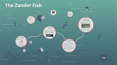 The Zander Fish By Sam Melendez On Prezi