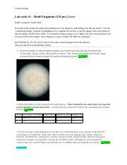 Model Organism Lab Report Image Submission Data Analysis And Course Hero