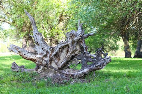 푸른 잔디와 봄 숲 사이의 빈 터에서 오래 된 나무 그 루터 기 0명에 대한 스톡 사진 및 기타 이미지 0명 나무 목재 건축자재 Istock