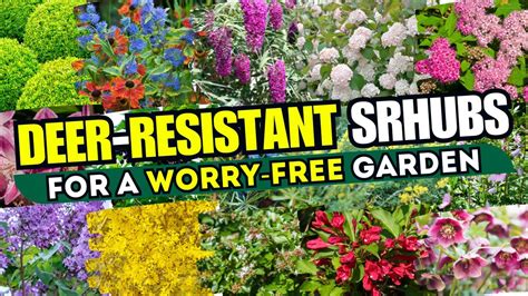 Low Maintenance Deer Resistant Plants The Set It And Forget It Guide