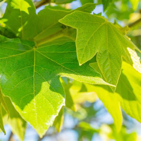California Sycamore Fast Growers Moon Valley Nurseries