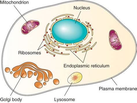 NCERT Solutions Cell The Unit Of Life NEET Notes EduRev