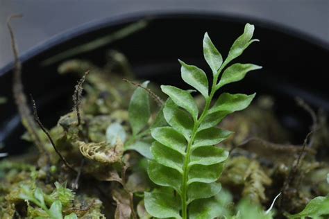 Asplenium Holophlebium アスプレニウム ホロフレビウム 熱帯植物 シダ パルダリウム観葉植物｜売買されたオークション
